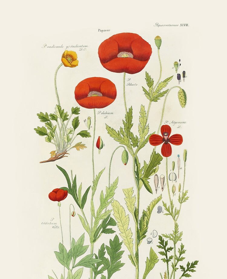 Poppy Botanical Drawing