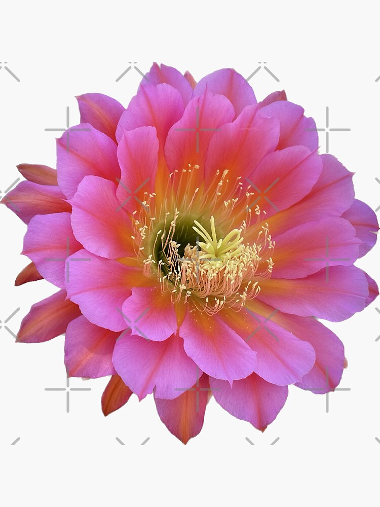 "Pink cactus flower" Sticker for Sale by Sthoen | Redbubble