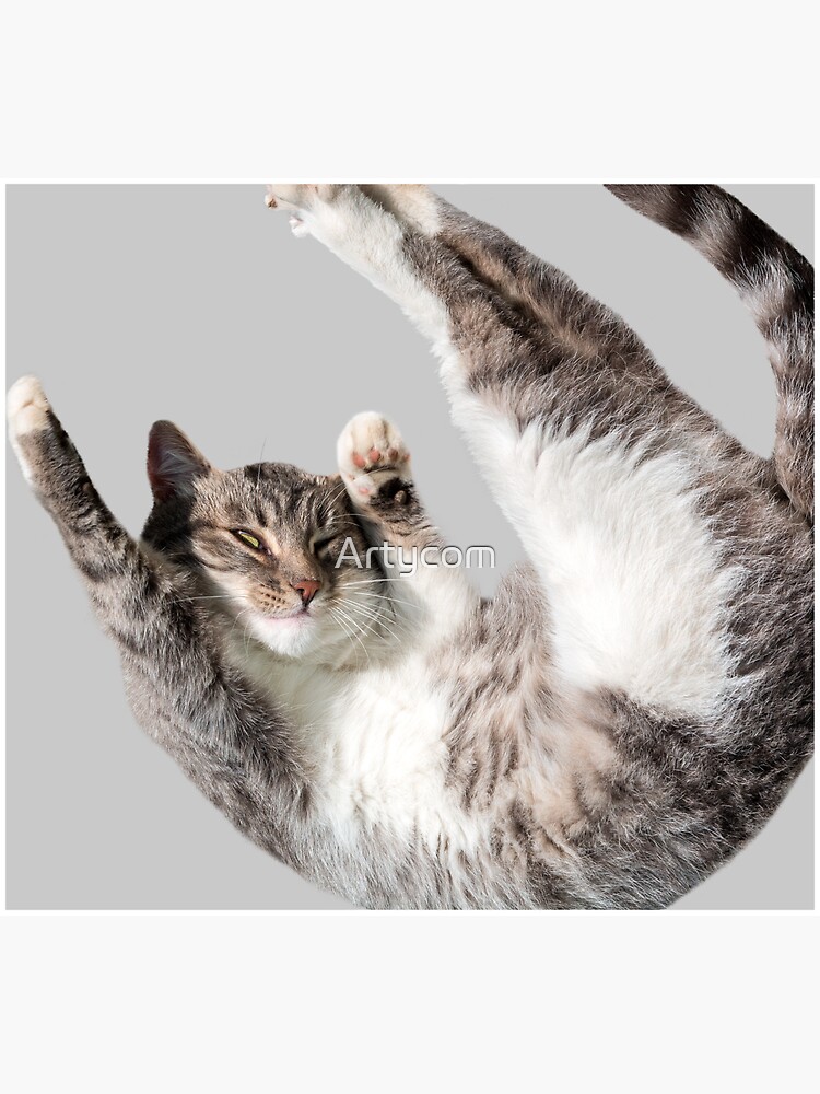 "Funny mackerel tabby cat meme" Sticker for Sale by Artycom | Redbubble