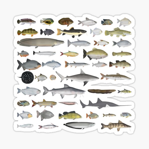 "Amazon River Basin Fish Group" Sticker for Sale by fishfolkart | Redbubble