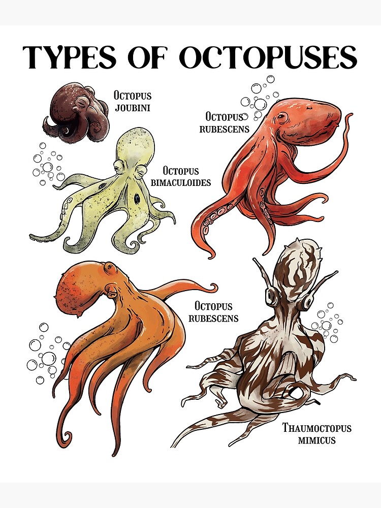 "Types of Octopuses" Poster for Sale by andyzdesigns | Redbubble