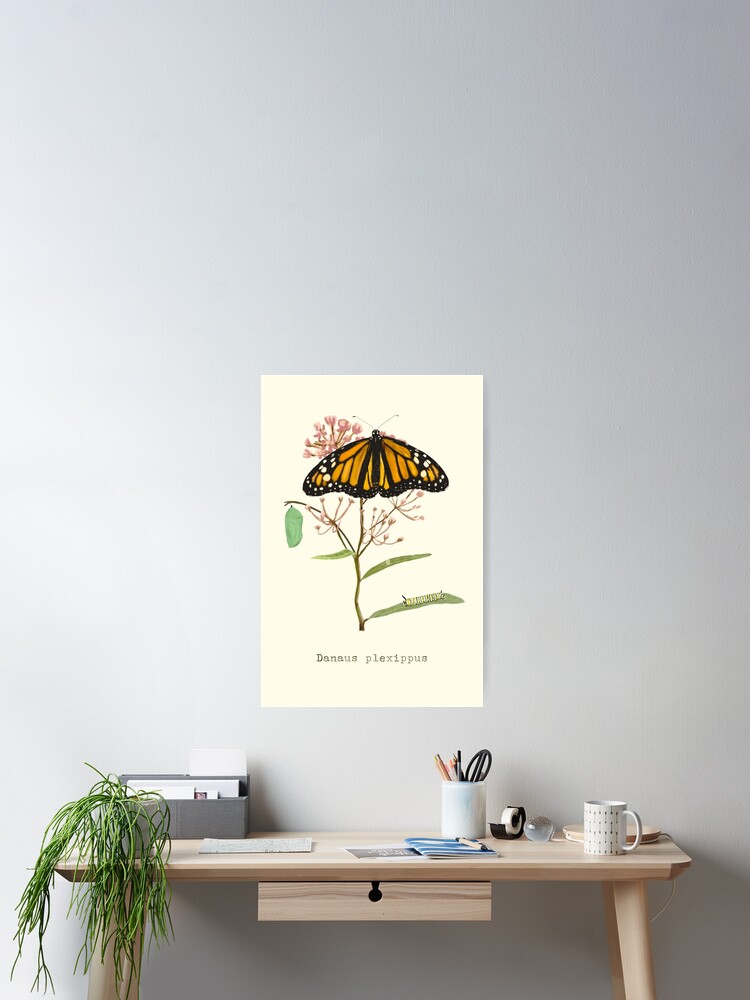 "Monarch Butterfly Life Cycle Illustrated on Milkweed " Poster for Sale ...