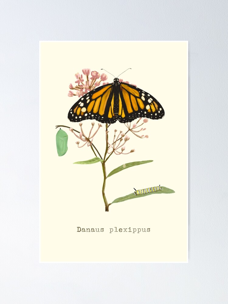 "Monarch Butterfly Life Cycle Illustrated on Milkweed " Poster for Sale ...