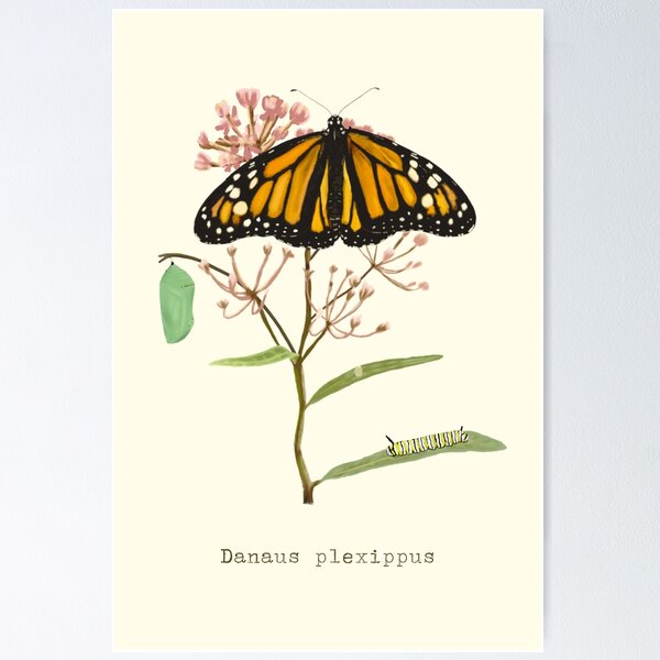 "Monarch Butterfly Life Cycle Illustrated on Milkweed " Poster for Sale ...