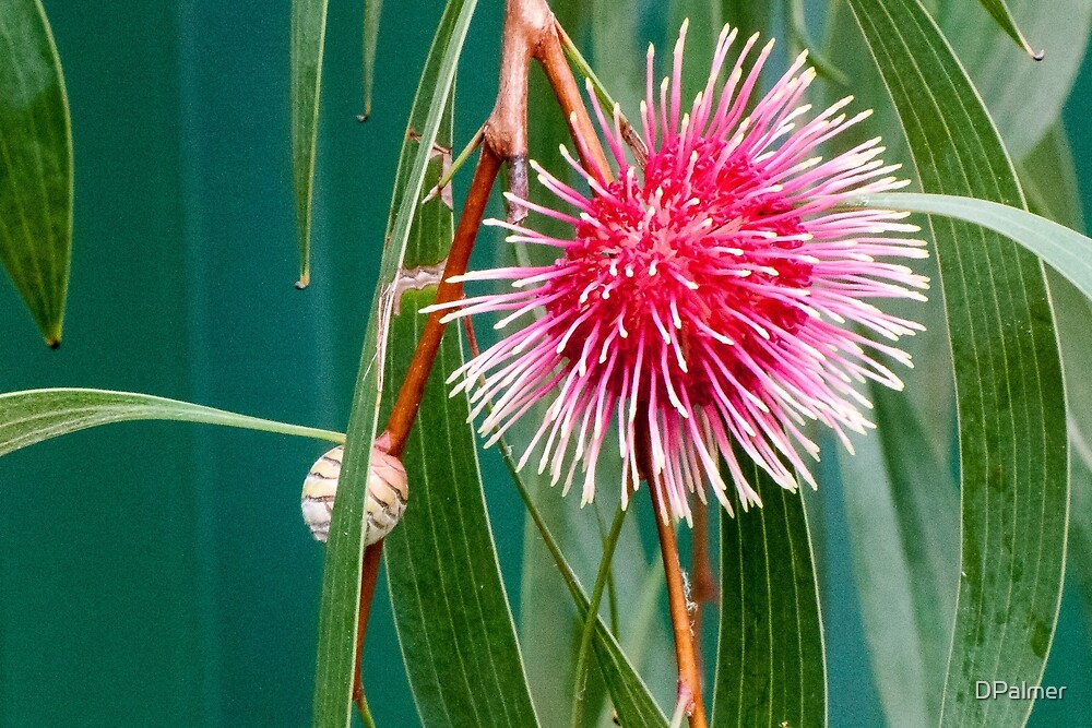 "Hakea Laurina (Pincushion Hakea)" by DPalmer | Redbubble