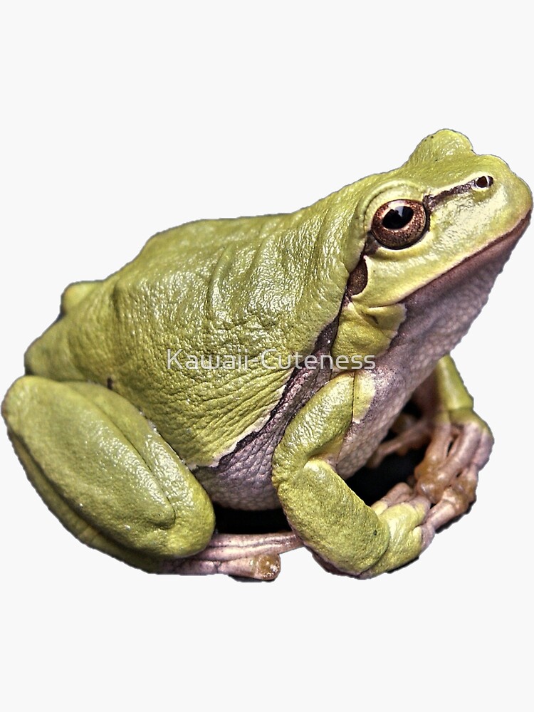 "American Bullfrog" Sticker for Sale by Kawaii-Cuteness | Redbubble