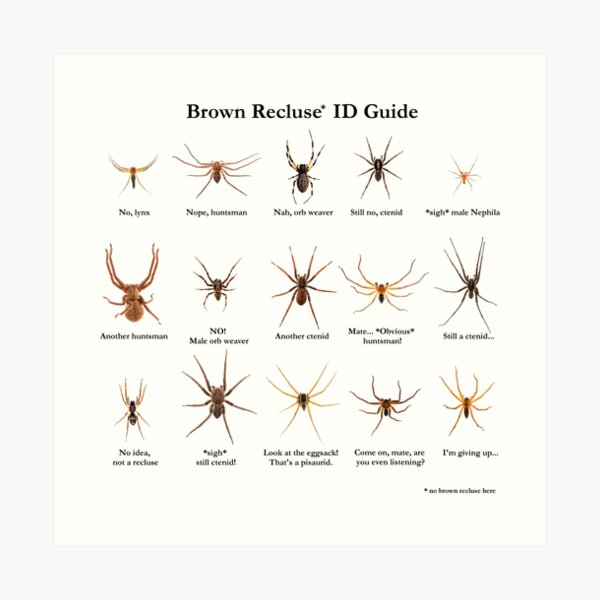 "Brown Recluse ID Guide" Art Print for Sale by ArthroLove | Redbubble
