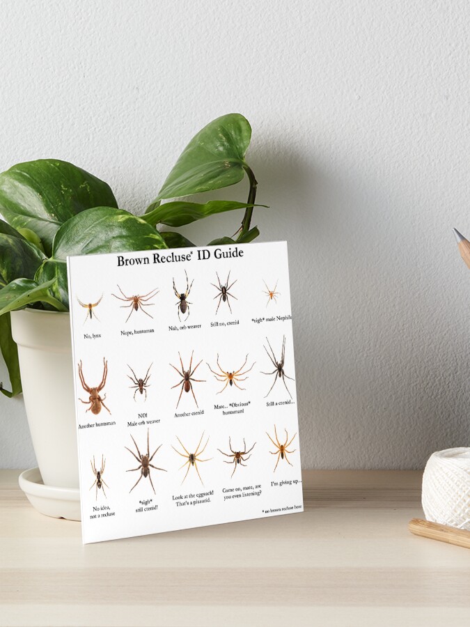 "Brown Recluse ID Guide" Art Board Print for Sale by ArthroLove | Redbubble
