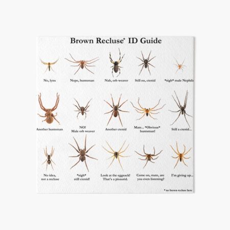 "Brown Recluse ID Guide" Art Board Print for Sale by ArthroLove | Redbubble