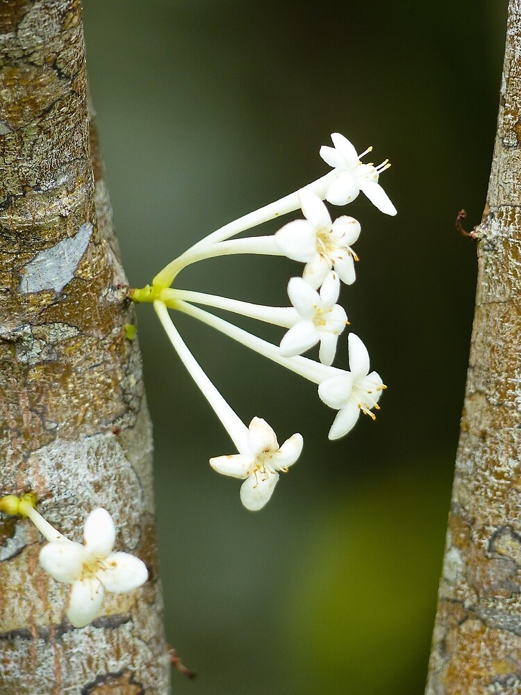 "Flowers of Phaleria clerodendron (Scented Daphne)" by DaintreeLife ...