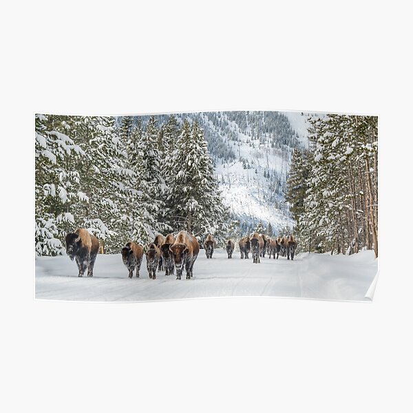"Yellowstone Bison in Snow " Poster for Sale by JulieBarrick | Redbubble