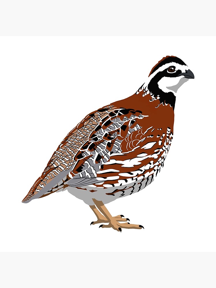 "Northern Bobwhite" Poster for Sale by BennuBirdy | Redbubble
