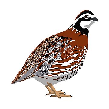 "Northern Bobwhite" Sticker for Sale by BennuBirdy | Redbubble