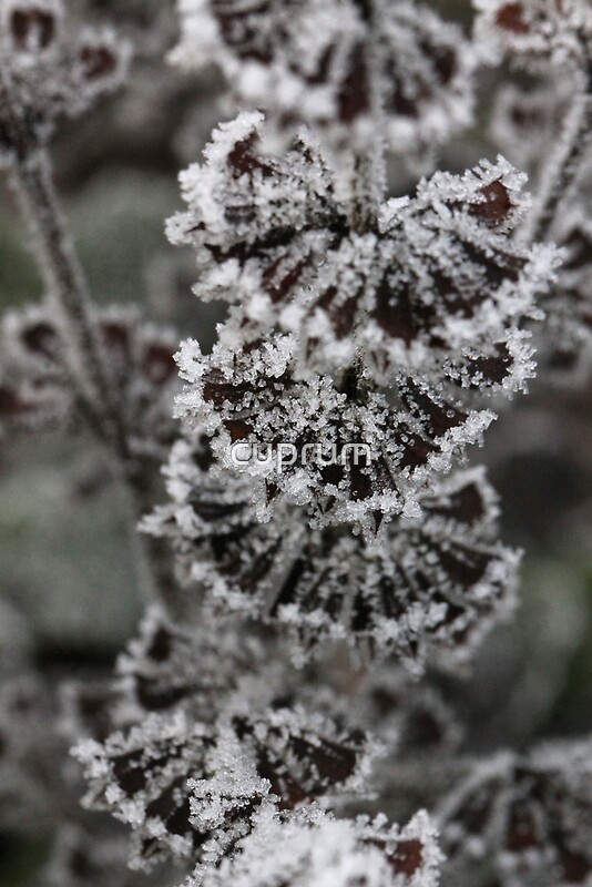 "Frosty Fans" by cuprum | Redbubble