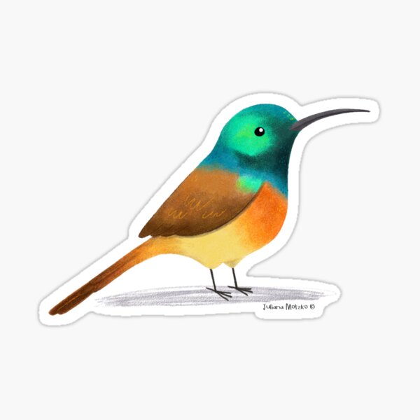 "Orange Breasted Sunbird" Sticker for Sale by julianamotzko | Redbubble