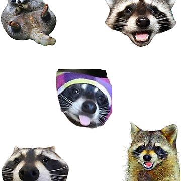 "Funny boy raccoon set meme pack (5)" Bucket Hat for Sale by Kaito ...