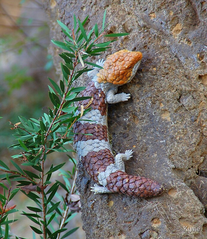 "Colorful Shingleback skink" by Kyme | Redbubble