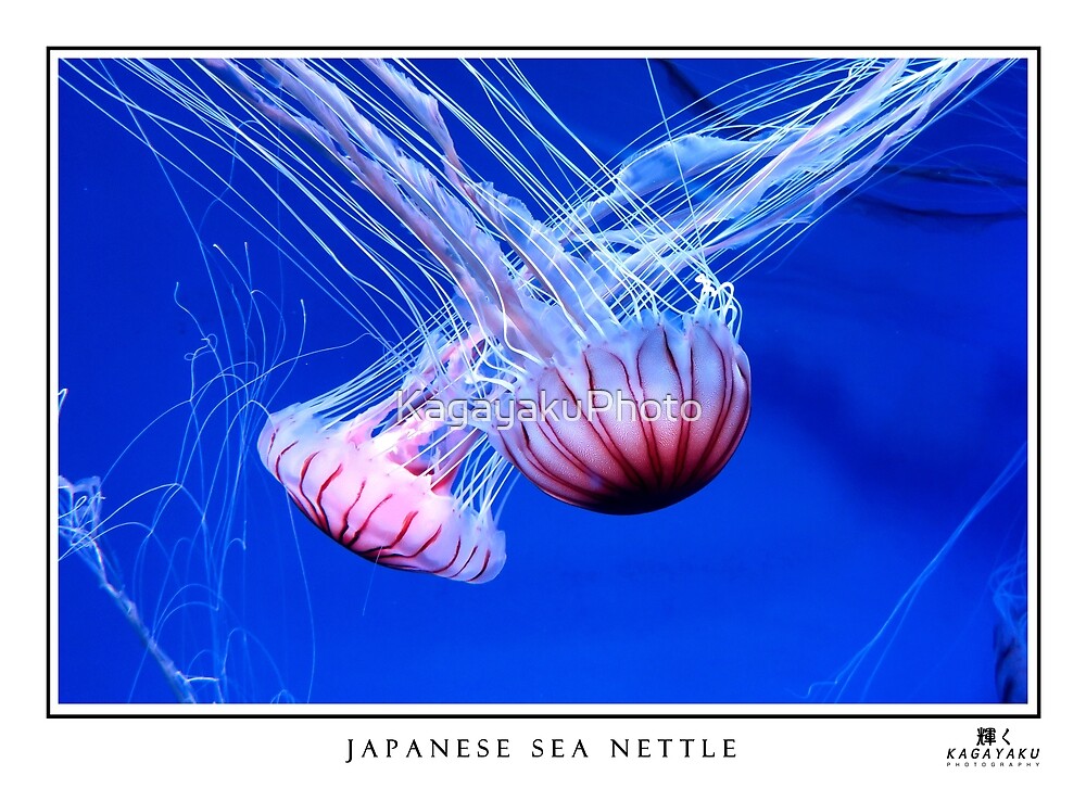 "Japanese Sea Nettle (Chrysaora melanaster)" by KagayakuPhoto | Redbubble