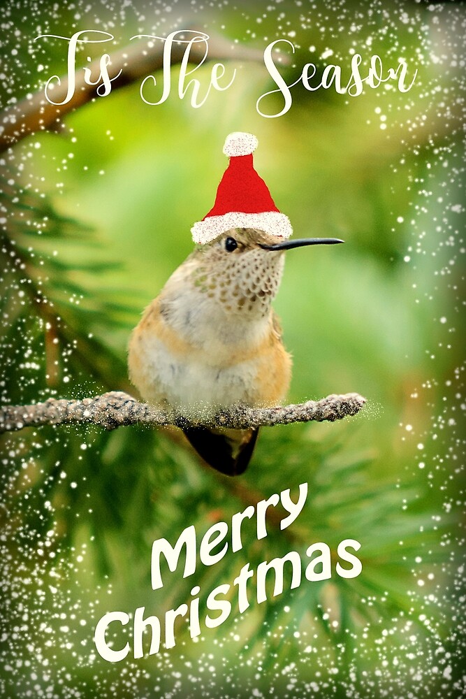 "Merry Christmas Hummingbird" by K D Graves Photography | Redbubble