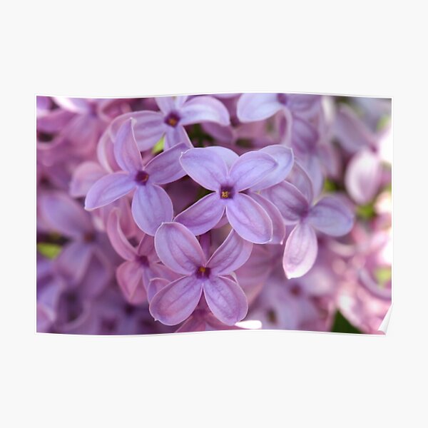 "Lila" Poster for Sale by SmoothBreeze7 | Redbubble