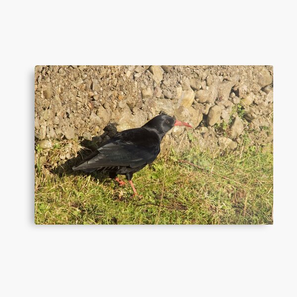 Chough Metal Prints | Redbubble