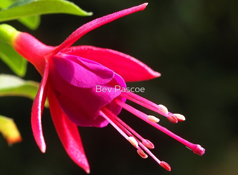 "Fuchsia Electric Lights" by Bev Pascoe | Redbubble