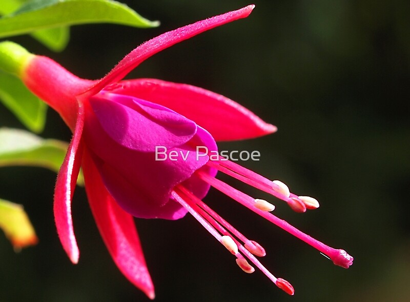 "Fuchsia Electric Lights" by Bev Pascoe | Redbubble
