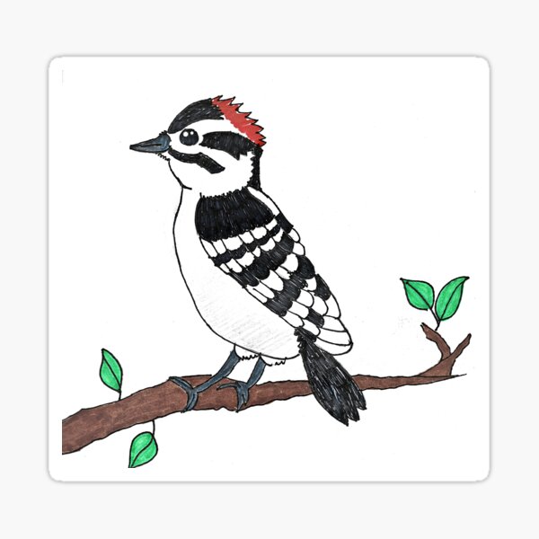 "Downy Woodpecker" Sticker for Sale by corinthiansgirl | Redbubble