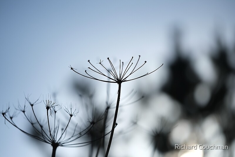 "" Seeds Of Light "" by Richard Couchman | Redbubble