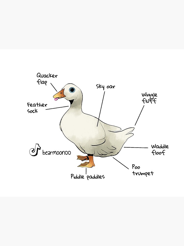 Anatomy Of A Duck