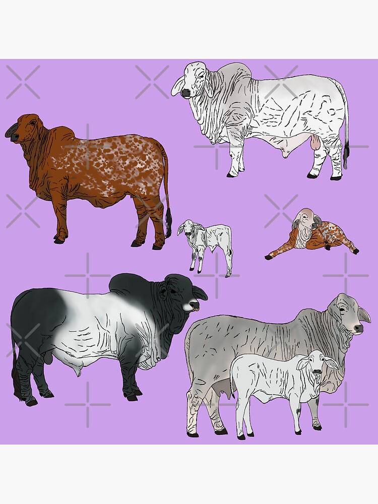 "Brahman Cattle Purple" Sticker for Sale by Ashley Gagnon | Redbubble