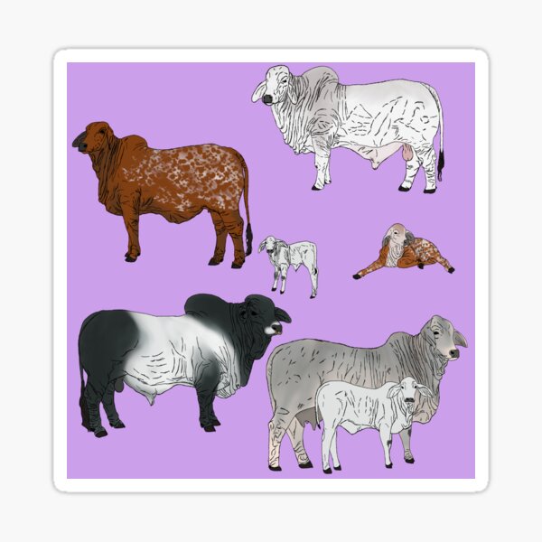 "Brahman Cattle Purple" Sticker for Sale by Ashley Gagnon | Redbubble