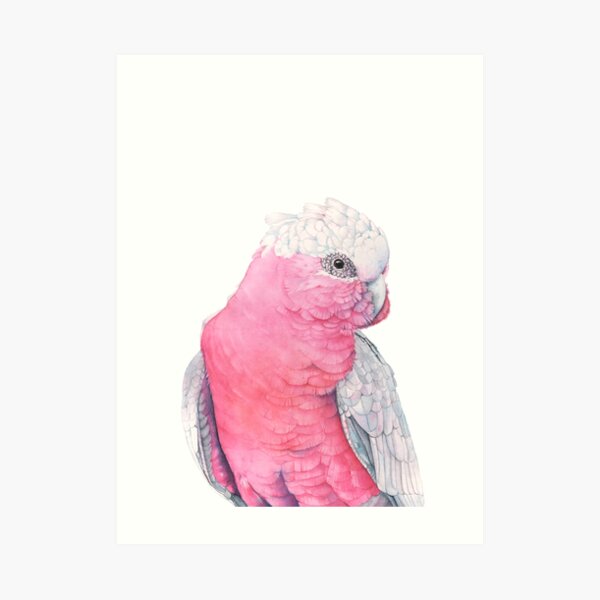 "Galah" Art Print for Sale by Louisedemasi | Redbubble
