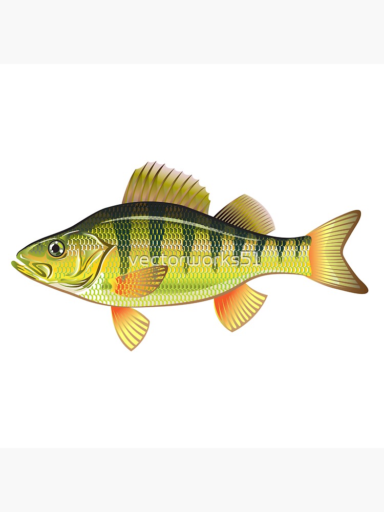 "Yellow Perch" Sticker for Sale by vectorworks51 | Redbubble