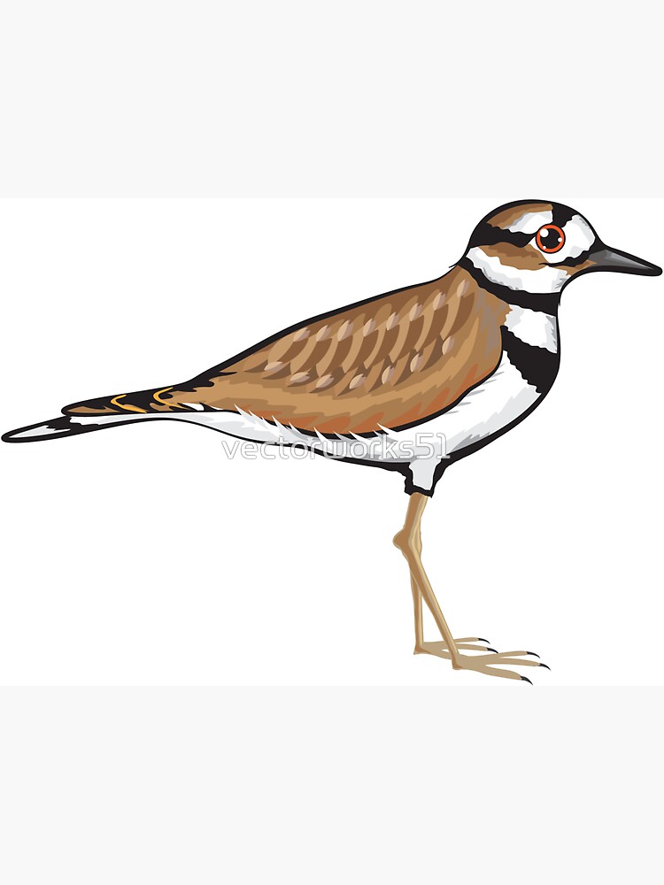 "Killdeer Bird" Sticker by vectorworks51 | Redbubble