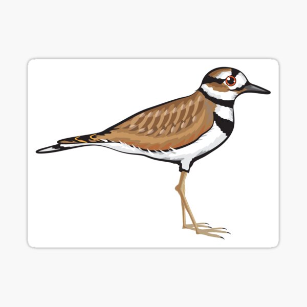 Killdeer Gifts & Merchandise | Redbubble