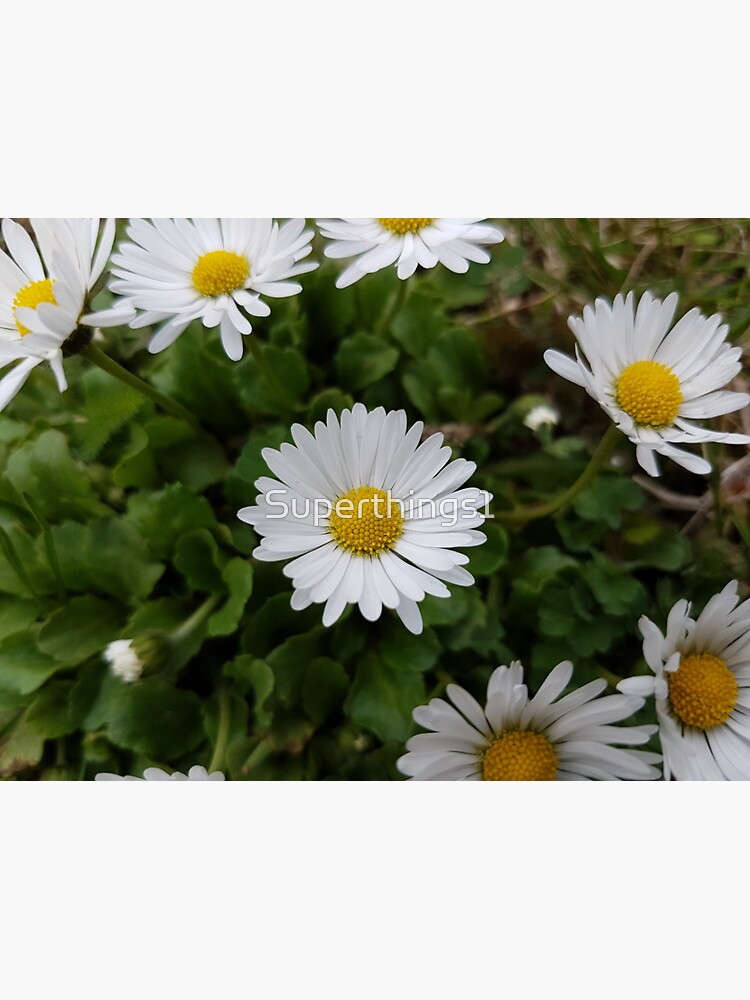 "Daisies" Sticker for Sale by Superthings1 | Redbubble
