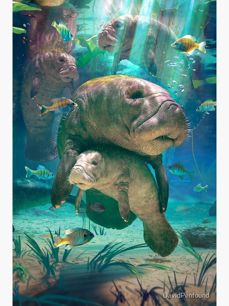 "Manatee" Postcard for Sale by David Penfound | Redbubble