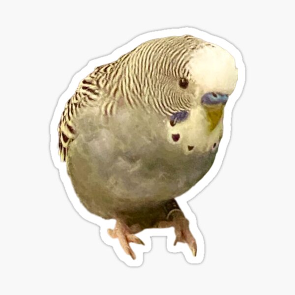 "Parakeet - Male Gray with White Face Blue Cere and Gray Blue Cheek ...