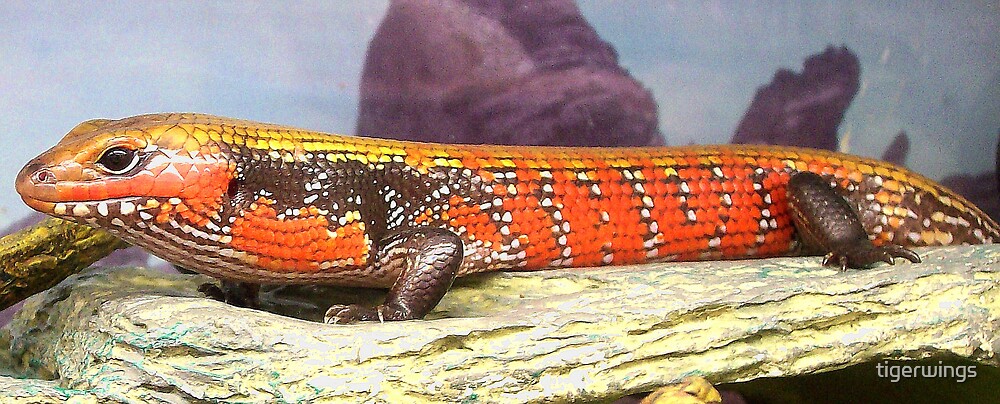 "True Fire Skink" by tigerwings | Redbubble