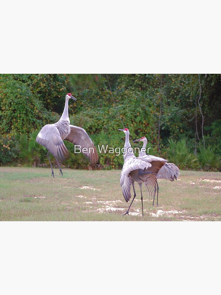 "The Dance Instructor" Postcard for Sale by Ben Waggoner | Redbubble