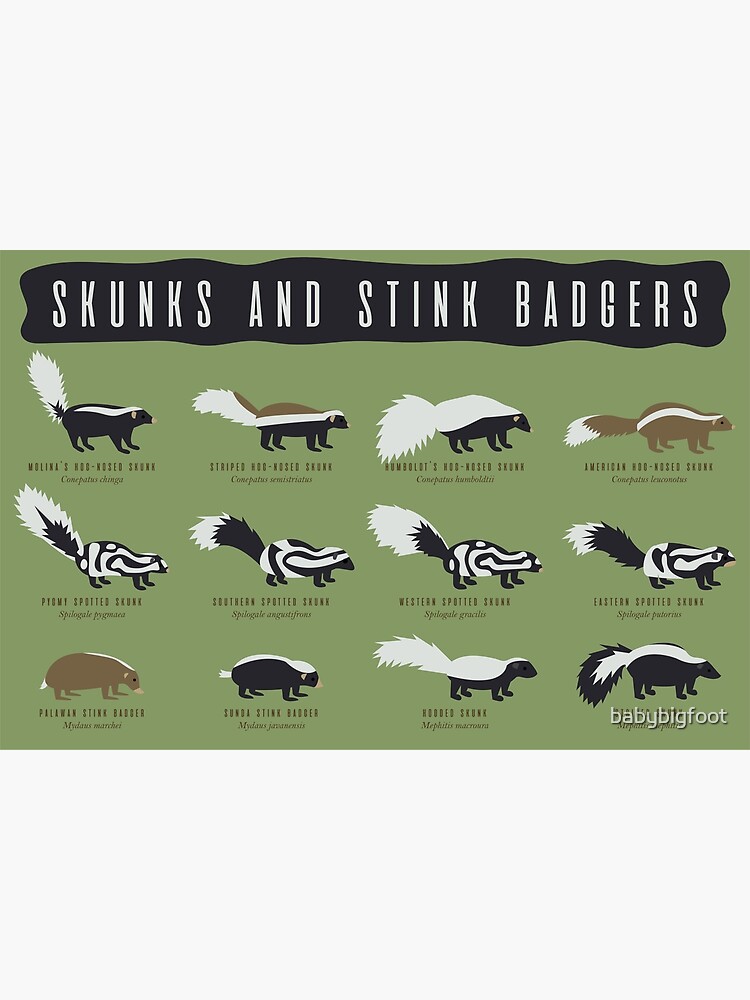 "Skunks and Stink Badgers" Poster for Sale by babybigfoot | Redbubble
