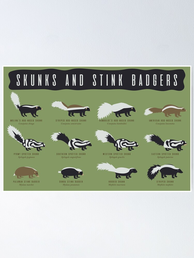 "Skunks and Stink Badgers" Poster for Sale by babybigfoot | Redbubble