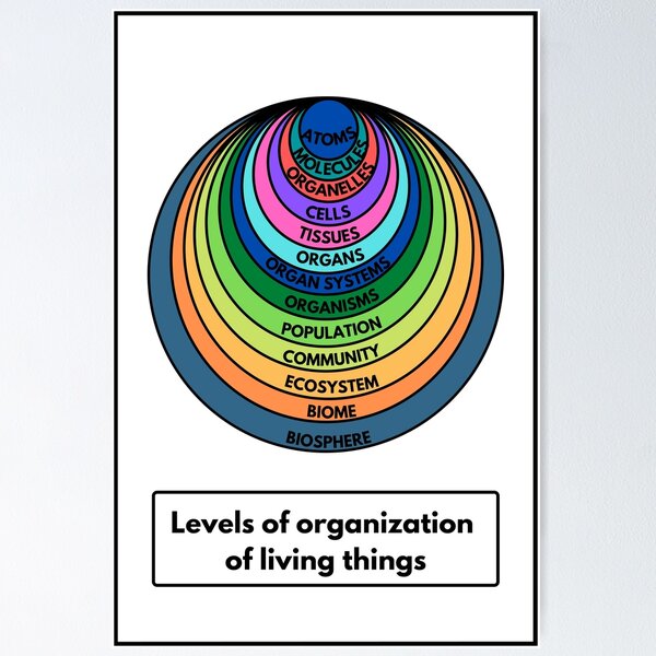 "The biological levels of organization of living things arranged from ...