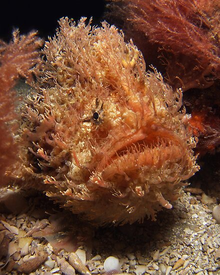 "Tasselled Anglerfish." Posters by James Peake Nature Photography ...