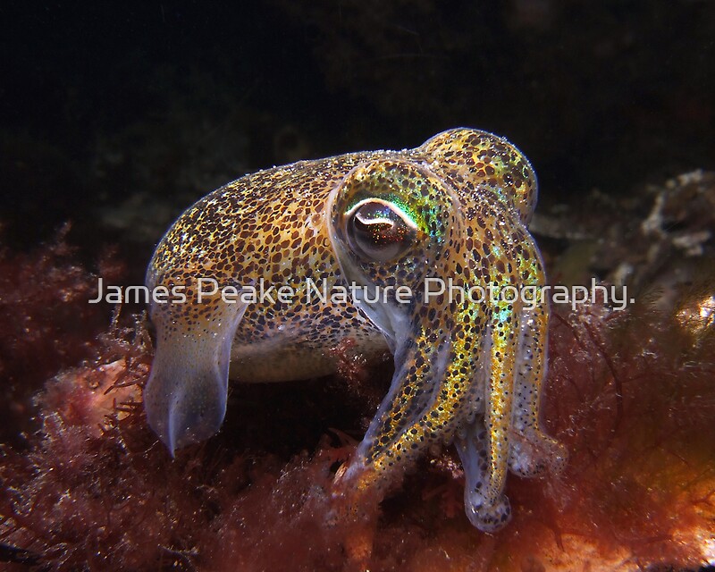 "Dumpling Squid." by James Peake Nature Photography. | Redbubble