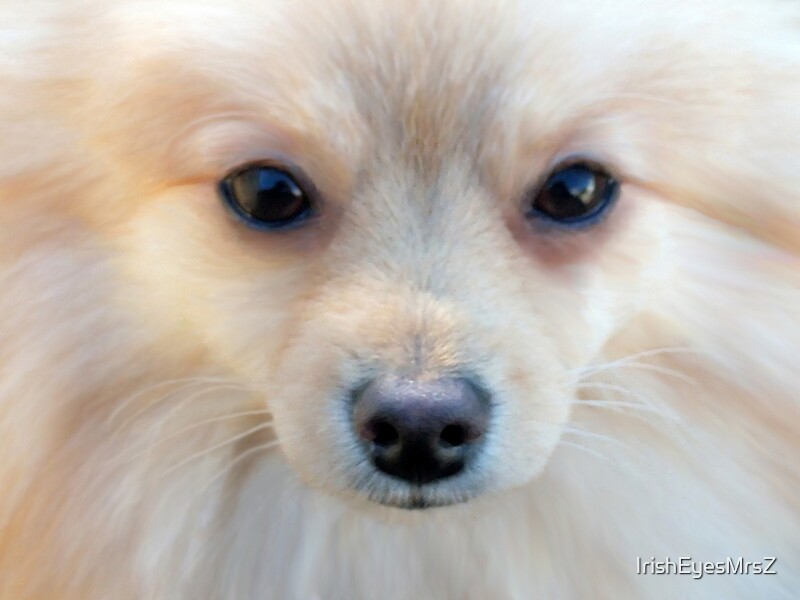 "Teddy's Beautiful Face" by IrishEyesMrsZ | Redbubble