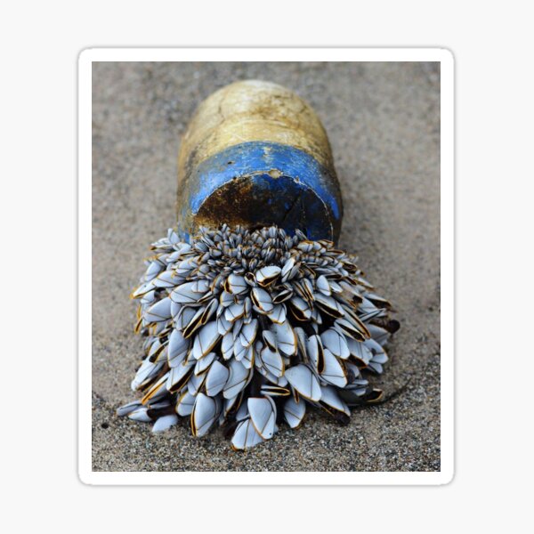 "Goose Barnacles" Sticker for Sale by PoggleCraft | Redbubble