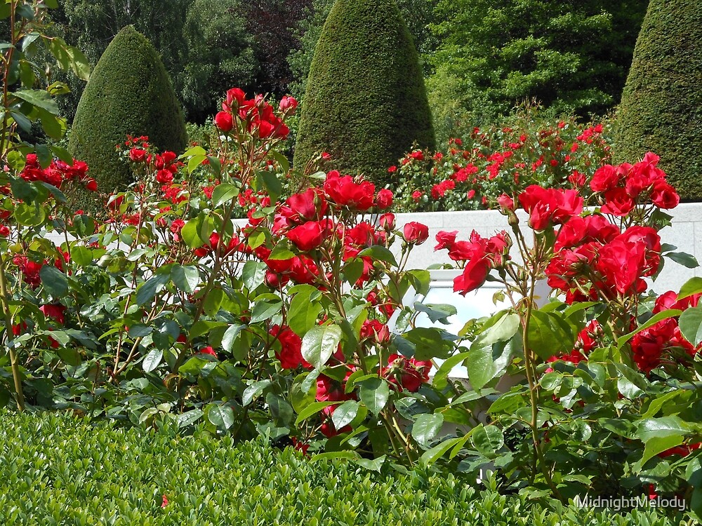 "Red Roses Singing of Summer" by MidnightMelody | Redbubble