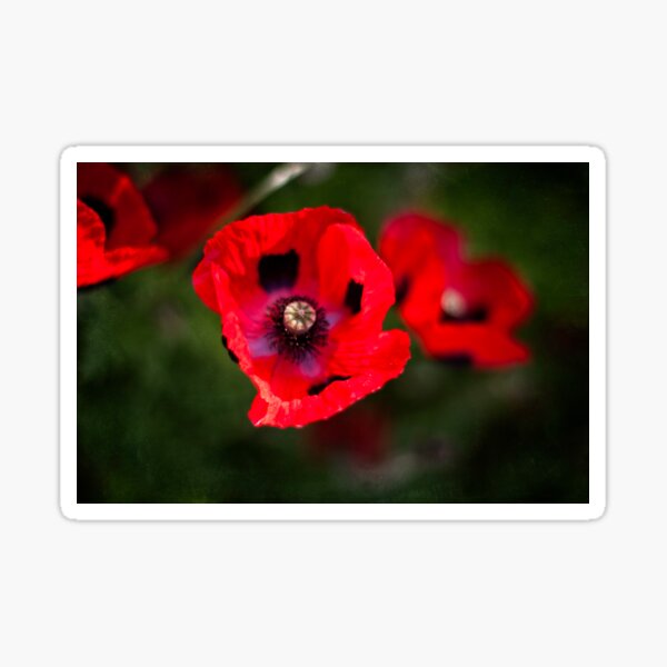 "Poppy love" Sticker for Sale by Maxiverse | Redbubble